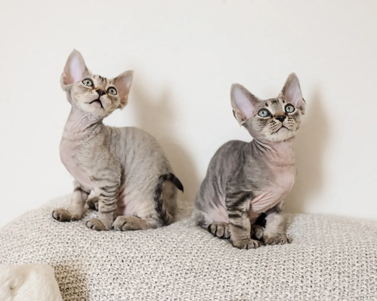 About Us | Devon Rex Kittens For Sale – Trusted U.S. Breeder
