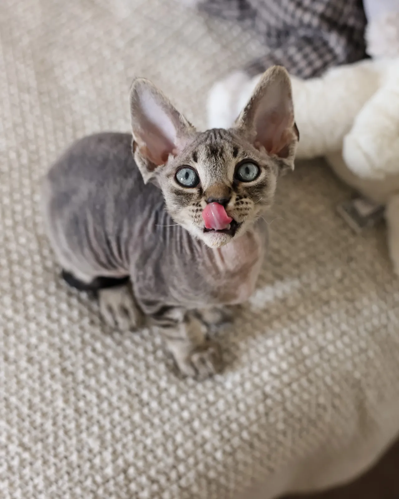 Devon Rex Kittens FAQs | Answers for Future Owners